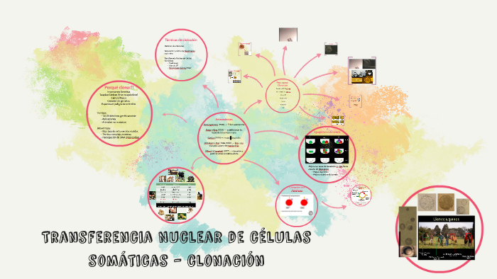 Transferencia Nuclear de células somáticas - clonación by Geri Vans on ...