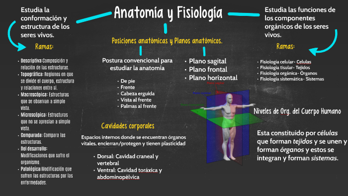Anatomía y Fisiología by Jennifer Valero on Prezi