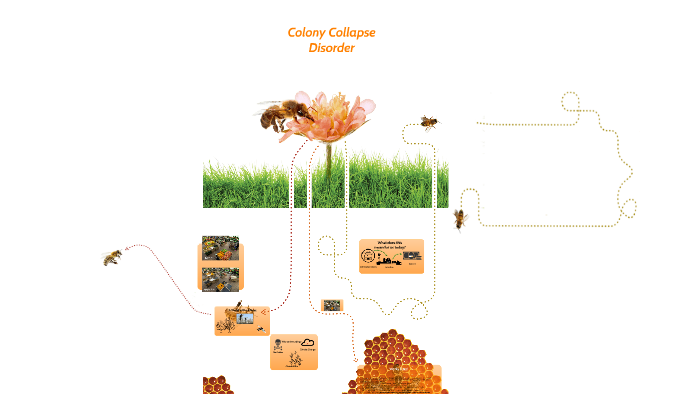 Colony Collapse Disorder by Nathan Ponce on Prezi