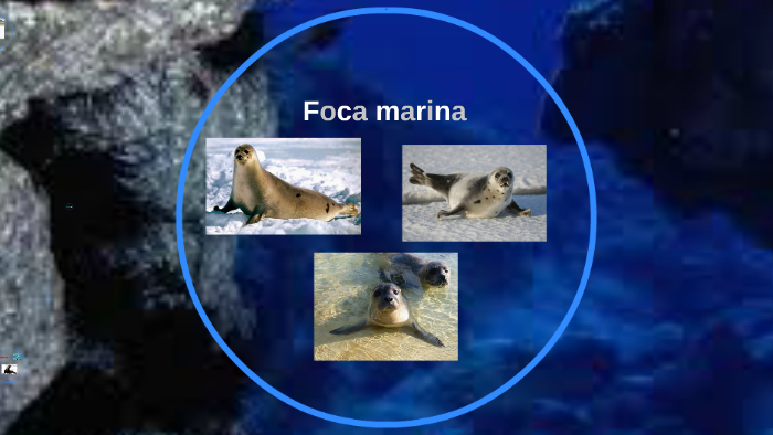 Foca marina by biologia naturals on Prezi