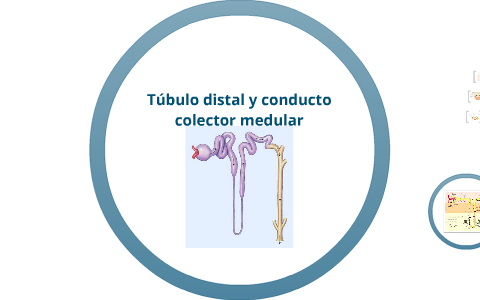 Túbulo distal by Jonathan Puente on Prezi