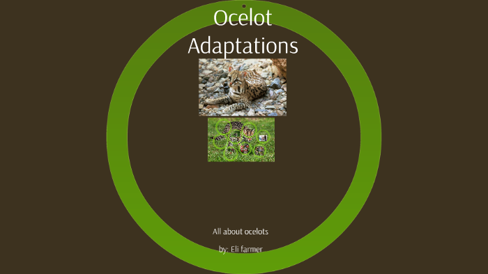 Ocelot adaptations by Kelly Prevette on Prezi
