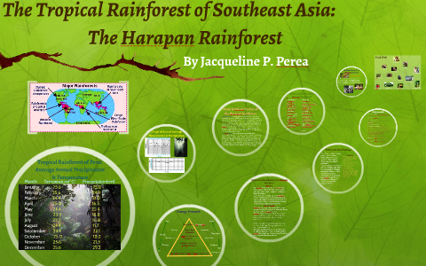 The Tropical Rainforest of Southeast Asia by Jacqueline Paige