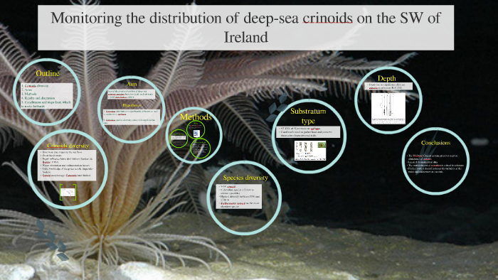 Monitoring the distribution of deep-sea crinoids using the r by Giulia ...