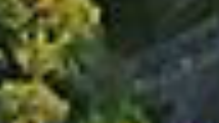 Therapeutic Landscapes by Adam Medeiros