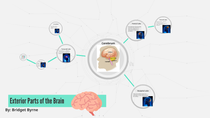 Exterior Parts of the Brain by Bridget Byrne on Prezi
