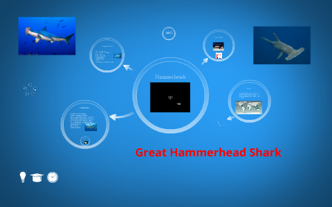 Hammerhead Shark by Timothy Nicholson on Prezi