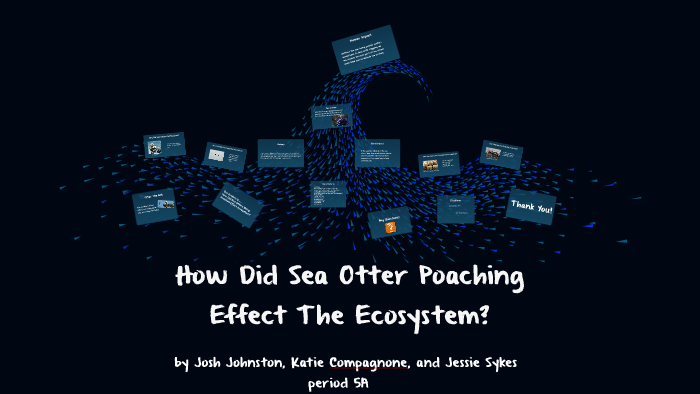 How Did Sea Otter Poaching Effect The Ecosystem? by Katie Compagnone on ...