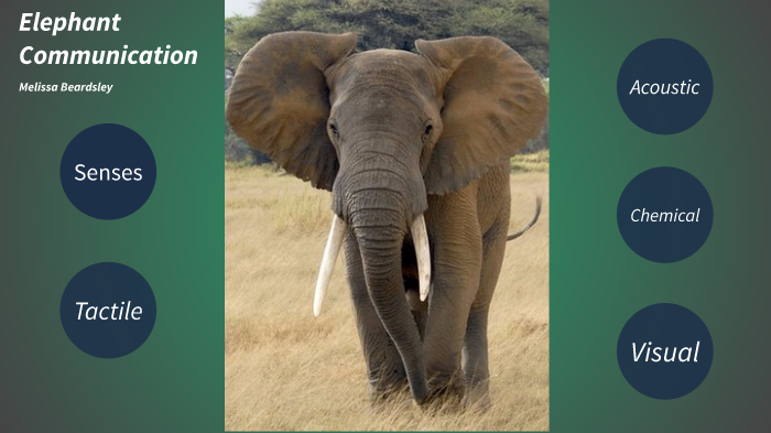 Elephant Communication by Mel Beardsley on Prezi