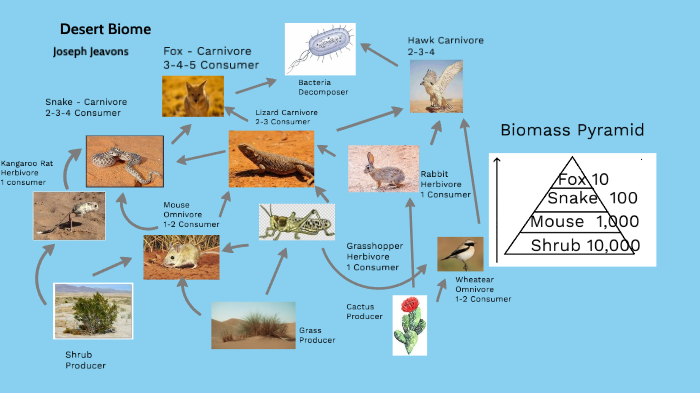 Desert Biome Food Web by joseph jeavons on Prezi