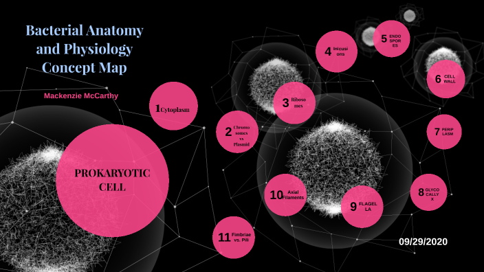 Prokaryotic Cells by Mackenzie McCarthy on Prezi