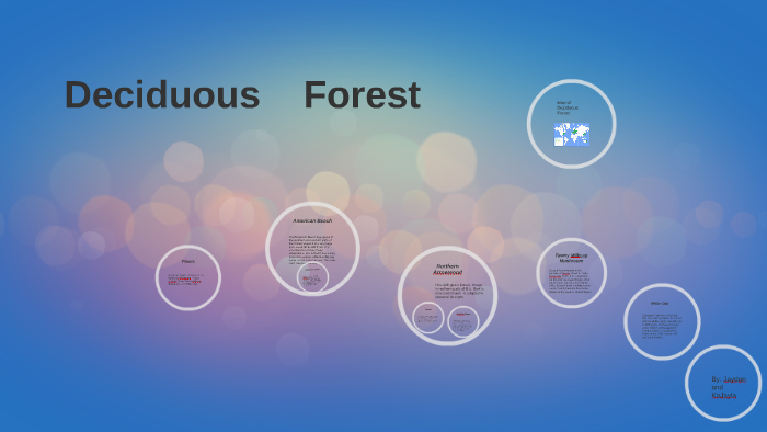 Deciduous Forest by Jaydon Thompson on Prezi