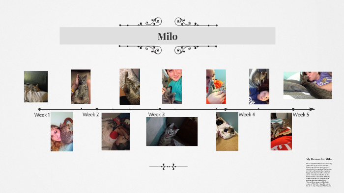 Milo by Stevee Booth