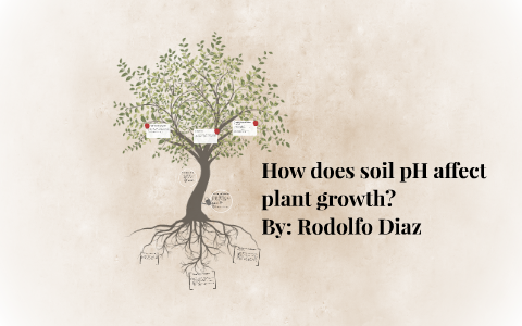 How Does Soil pH Affect plant Growth? by Rodolfo Diaz on Prezi