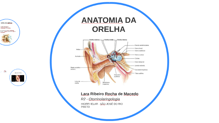 ANATOMIA DA ORELHA by HIORP Hospital Otorrino on Prezi