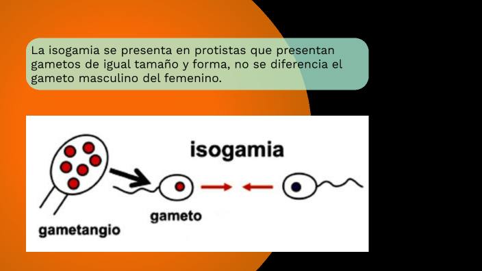 Reproducción en protistas y hongos by Juan Carlos Beltran on Prezi