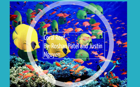 Coral Reef Biome Project Assignment by Roshan Patel on Prezi