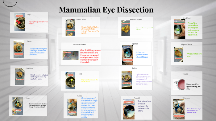 Mammalian Eye Dissection by Kashonna Poole on Prezi