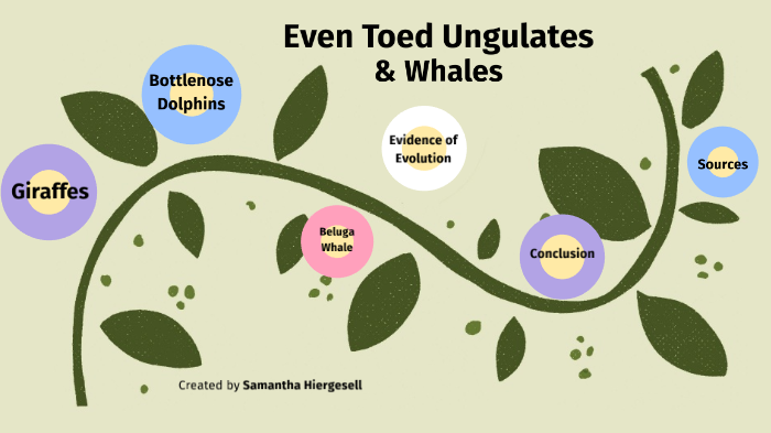 Even Toed Ungulates & Whales by Samantha Hiergesell on Prezi
