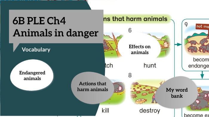 6B PLE Ch4 Vocabulary by Sze Wing Ng on Prezi