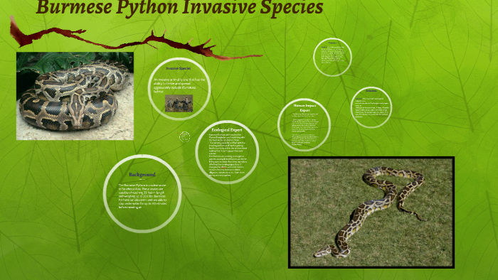 Burmese Python Invasive Species by michael keen on Prezi