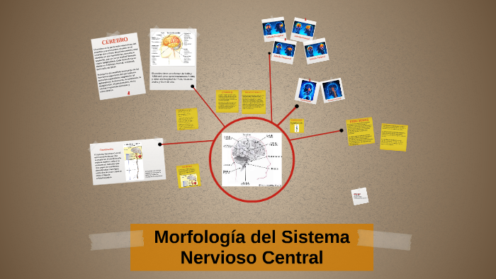 Morfología del Sistema Nervioso Central by Ayron German Zerpa Aguilar ...