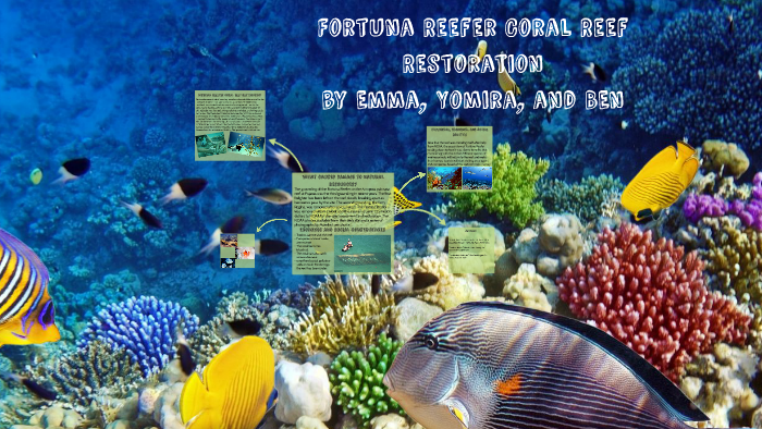 Fortuna Reefer Coral Reef Restoration by Emma Forkin on Prezi