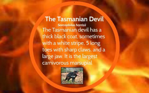 The Tasmanian Devil by Christan Miller on Prezi