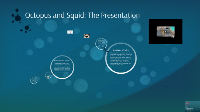 Octopus Vs. Squid: The Presentation by Zeyad Moustafa on Prezi