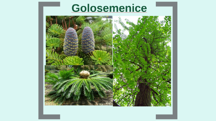 Golosemenice by Sonja Todorovic on Prezi