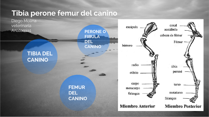 perone tibia femur canino by diego molina on Prezi