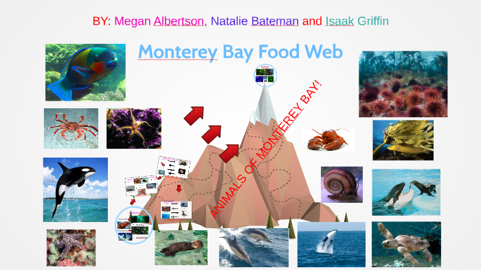 Monterey Bay Food Web by Megan Albertson on Prezi