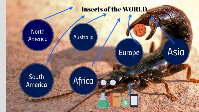 insects of the world by curt mosley on Prezi