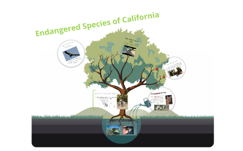 Endangered Species of California by Aislinn McCurry on Prezi