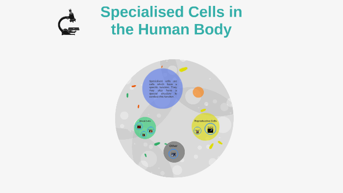 Specialised Cells in the Human Body by Annika Chauhan on Prezi