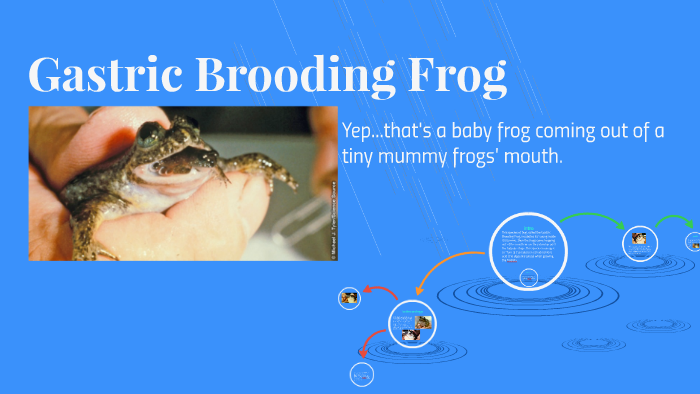 Gastric Brooding Frog by Grace kendall on Prezi