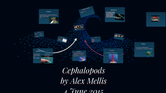 Cephalopods by Alex Mellis on Prezi