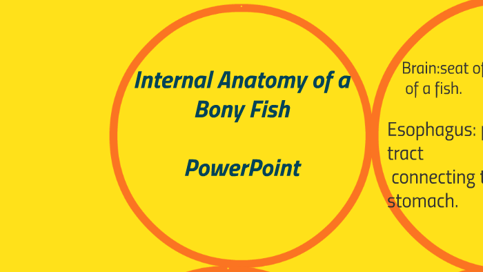 Internal Anatomy of a Bony Fish by COBE REEVES on Prezi
