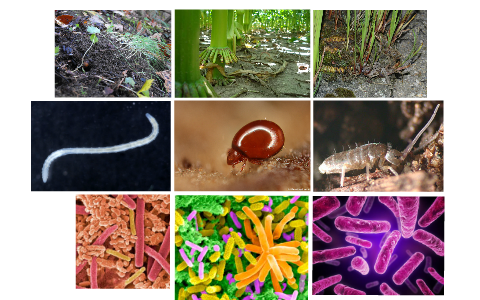 Source, structure, and function of bacteria in soil mesofauna guts by ...