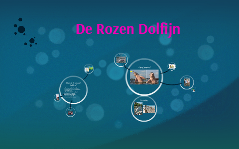 De rozen dolfijn by lara serra