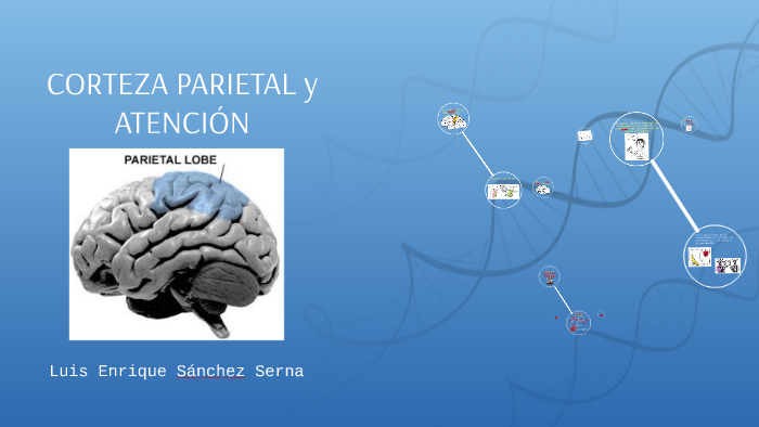 CORTEZA PARIETAL y by luis sanchez on Prezi