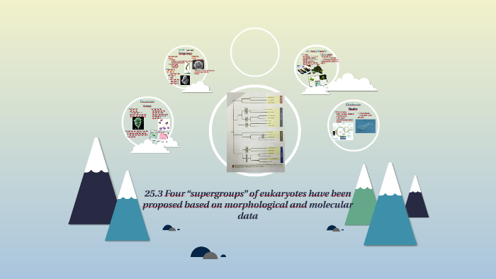 25.3 Four “supergroups” of eukaryotes have been proposed bas by Sophia ...
