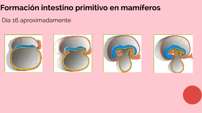 Formación del intestin primitivo en mamíferos by Carmen Gonzçalez ...