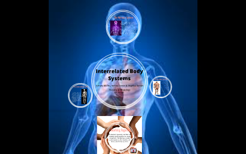 Interrelated Body Systems by Adriana Molina on Prezi