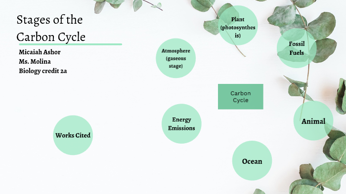Stages of the Carbon Cycle by Micaiah Ashor on Prezi