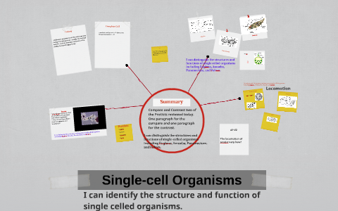Single-cell Organisms by Trendee Bostick on Prezi