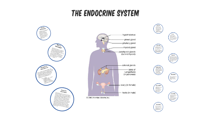 The Endocrine System by Tony Bassil on Prezi