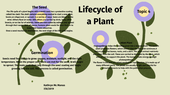 Lifecycle of a Flower by kathryn Mc Manus on Prezi