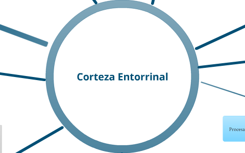 Corteza entorrinal by Hugo Diaz on Prezi
