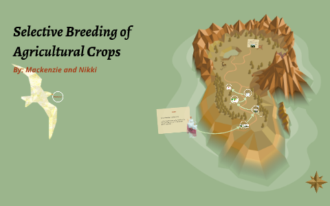 Selective Breeding of Agricultural Crops by Mack Greg on Prezi